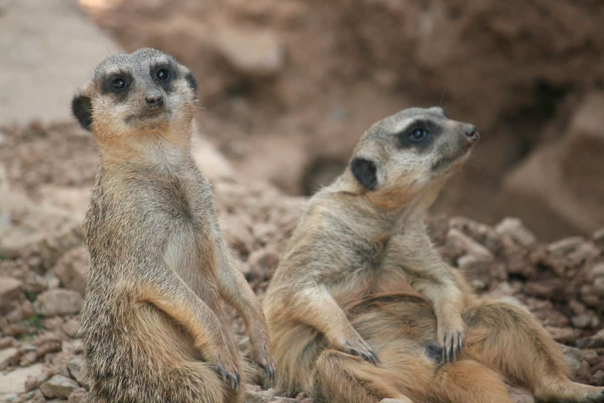 Tierpark Sababurg - Willebadessen Tourismus